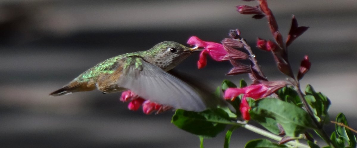 NeilyWorld Bird Photo Gallery Page