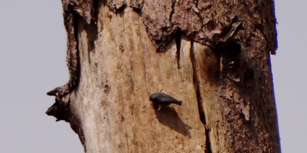 Antoinette's NeilyWorld Bird Photo Gallery Page